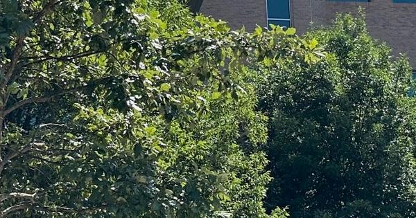 Nuclear Seminar- Thomas Boettcher (Cincinnati University)- Studying QCD ...